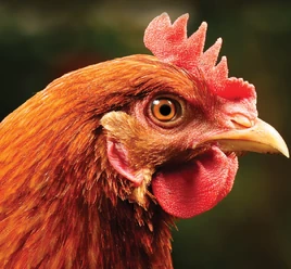 Gallo y gallina | Wiki Animalpedia | Fandom