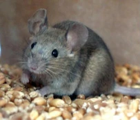 Rata | Wiki Animalpedia | Fandom