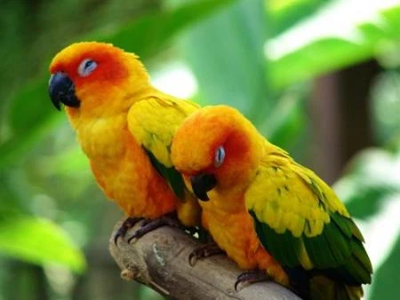 Aves | Wiki Animalpedia | Fandom