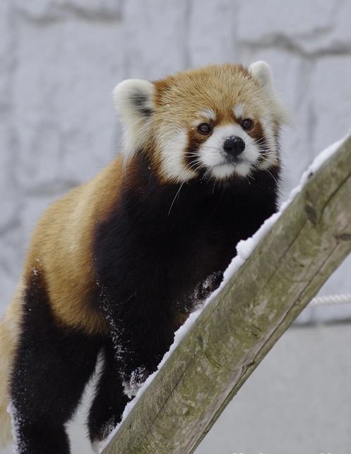Panda Rojo | Wiki Animalpedia | Fandom