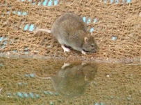 Rata | Wiki Animalpedia | Fandom