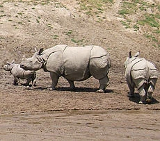 Rhinocerotidae | Wiki Animalpedia | Fandom