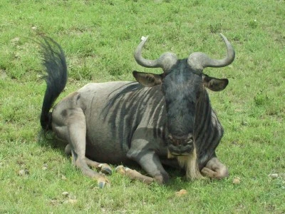 Ñu | Wiki Animalpedia | Fandom