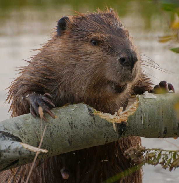 Castor americano | Wiki Animalpedia | Fandom