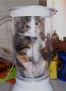 Cat in blender | Animalpictures Wiki | Fandom