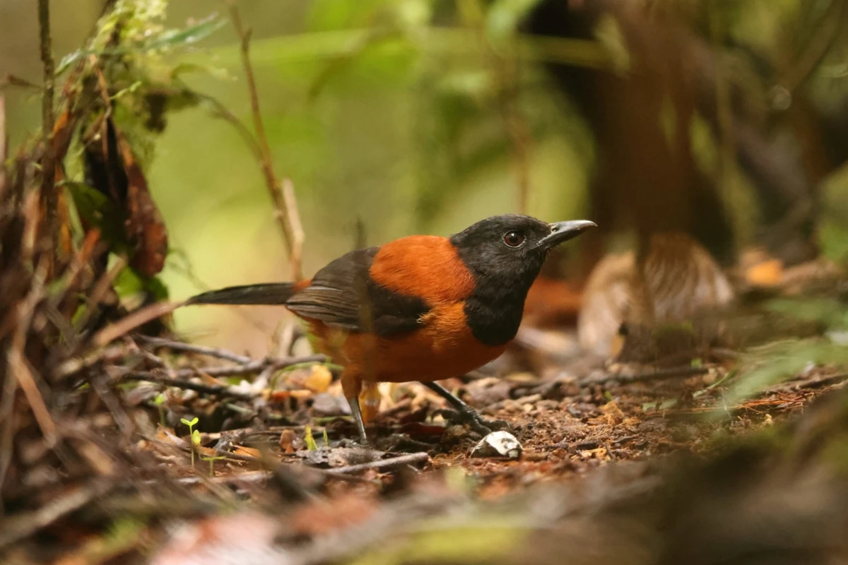 Pitohui | The Most Extreme Wiki | Fandom