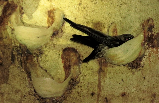 Cave Swiftlet | The Most Extreme Wiki | Fandom