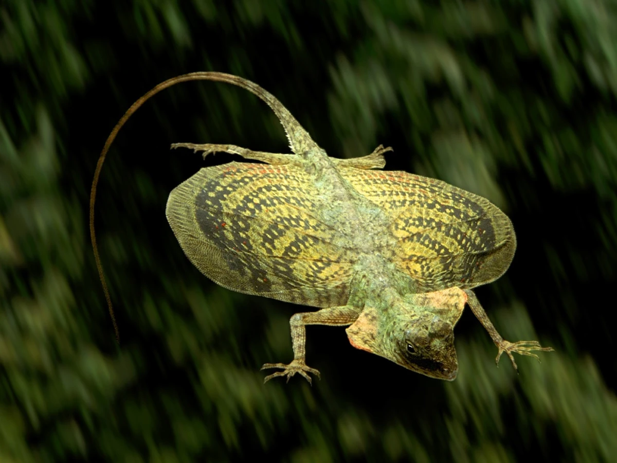 Flying Dragon | The Most Extreme Wiki | Fandom