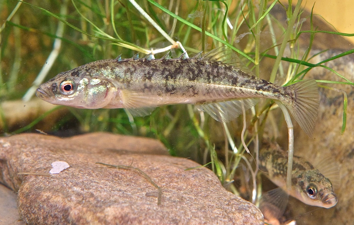 Stickleback | The Most Extreme Wiki | Fandom