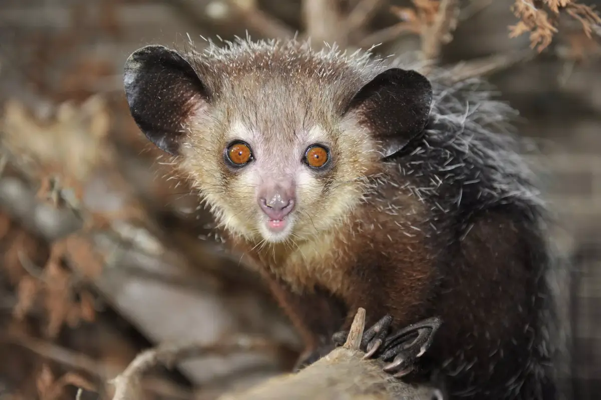 Aye-Aye | The Most Extreme Wiki | Fandom