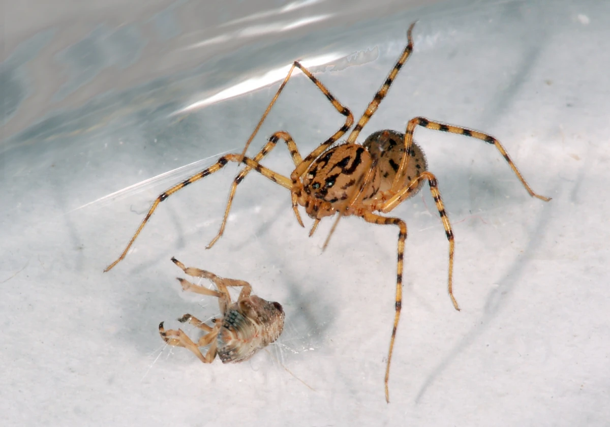 Spitting Spider | The Most Extreme Wiki | Fandom