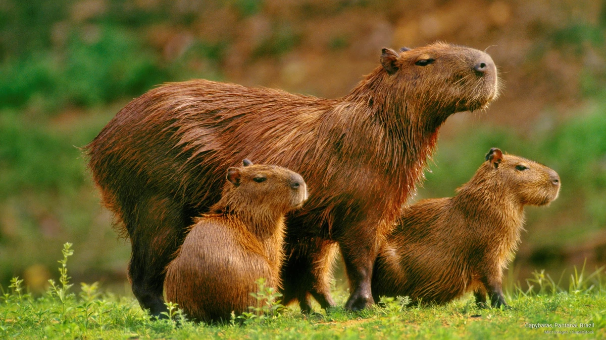 Capybara | The Most Extreme Wiki | Fandom