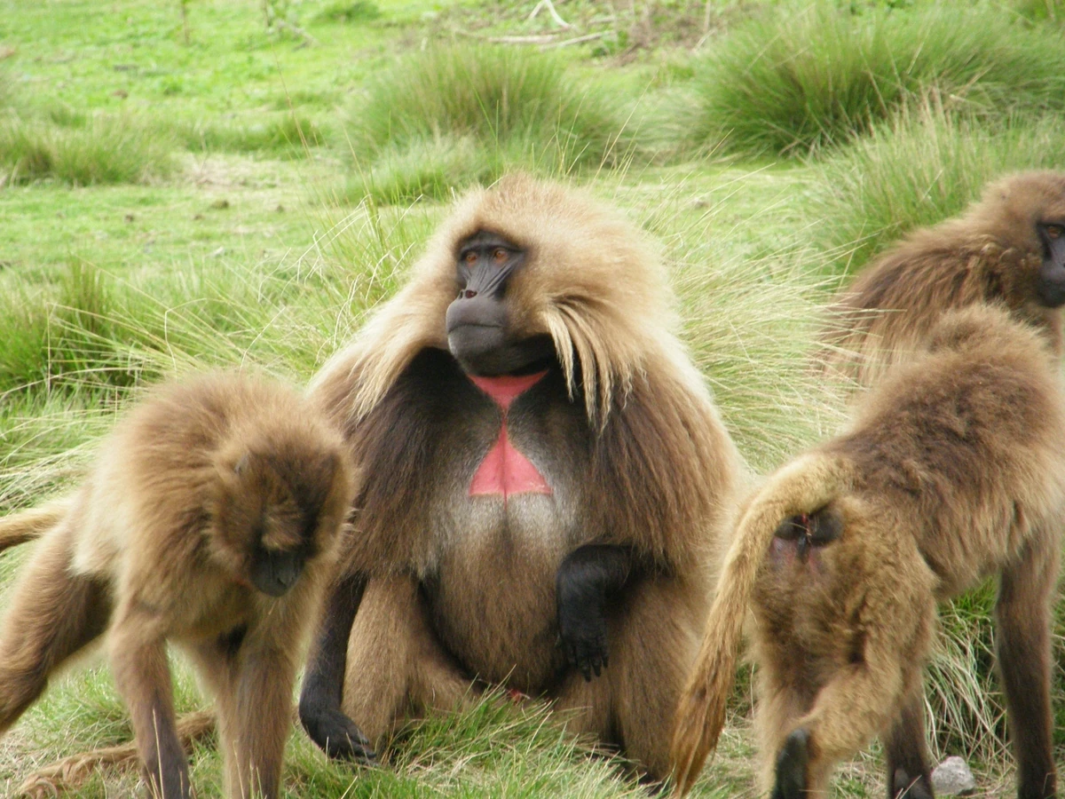 Gelada | The Most Extreme Wiki | Fandom