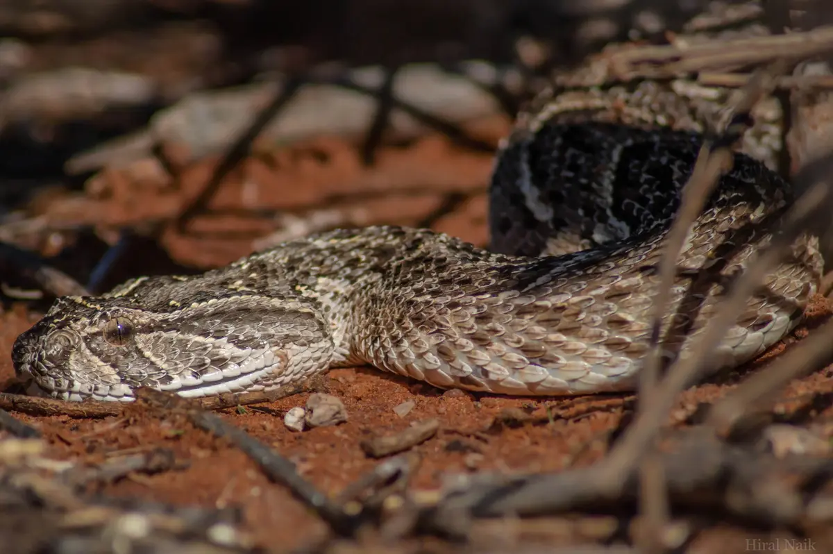 Puff Adder | The Most Extreme Wiki | Fandom