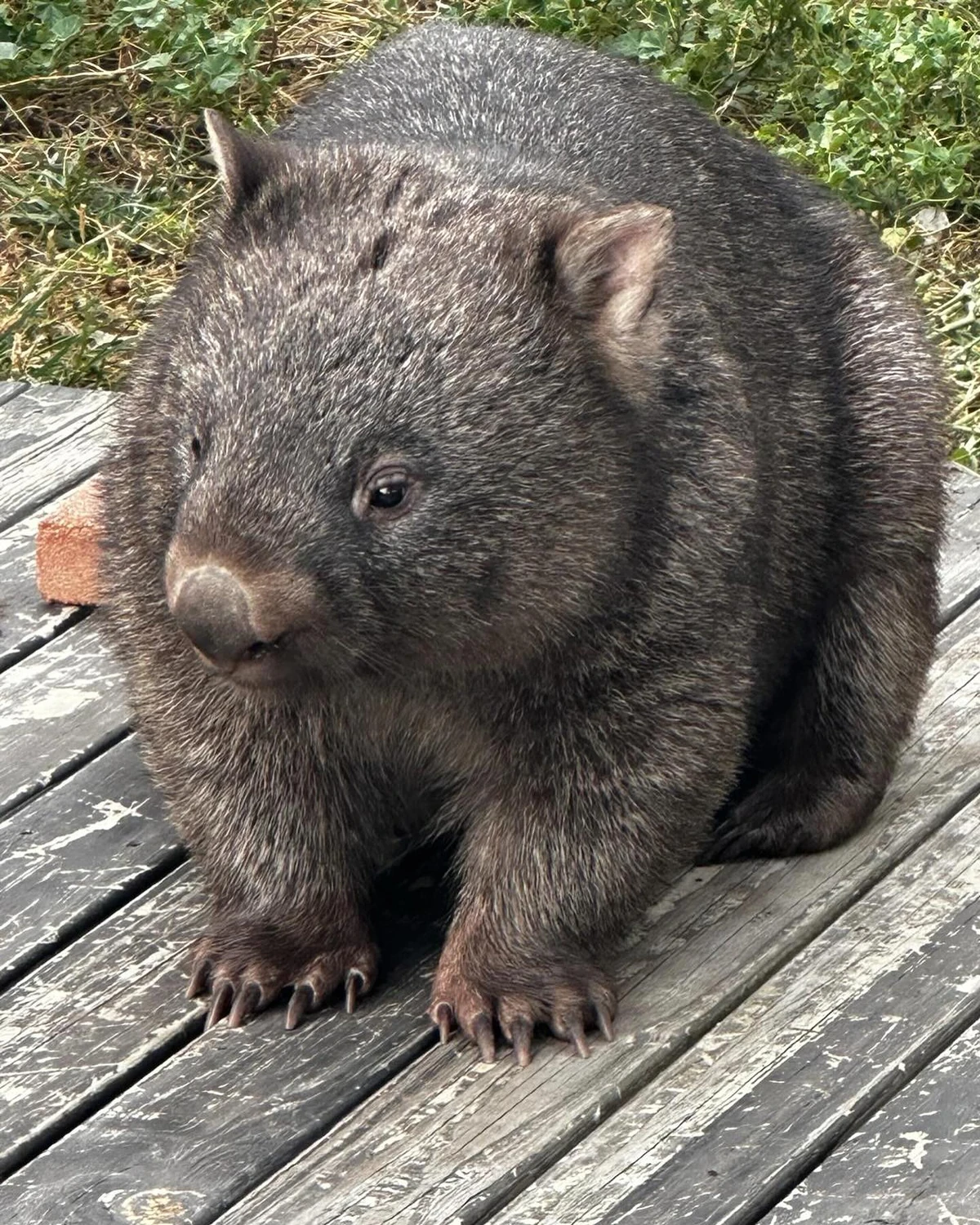 Wombat | The Most Extreme Wiki | Fandom