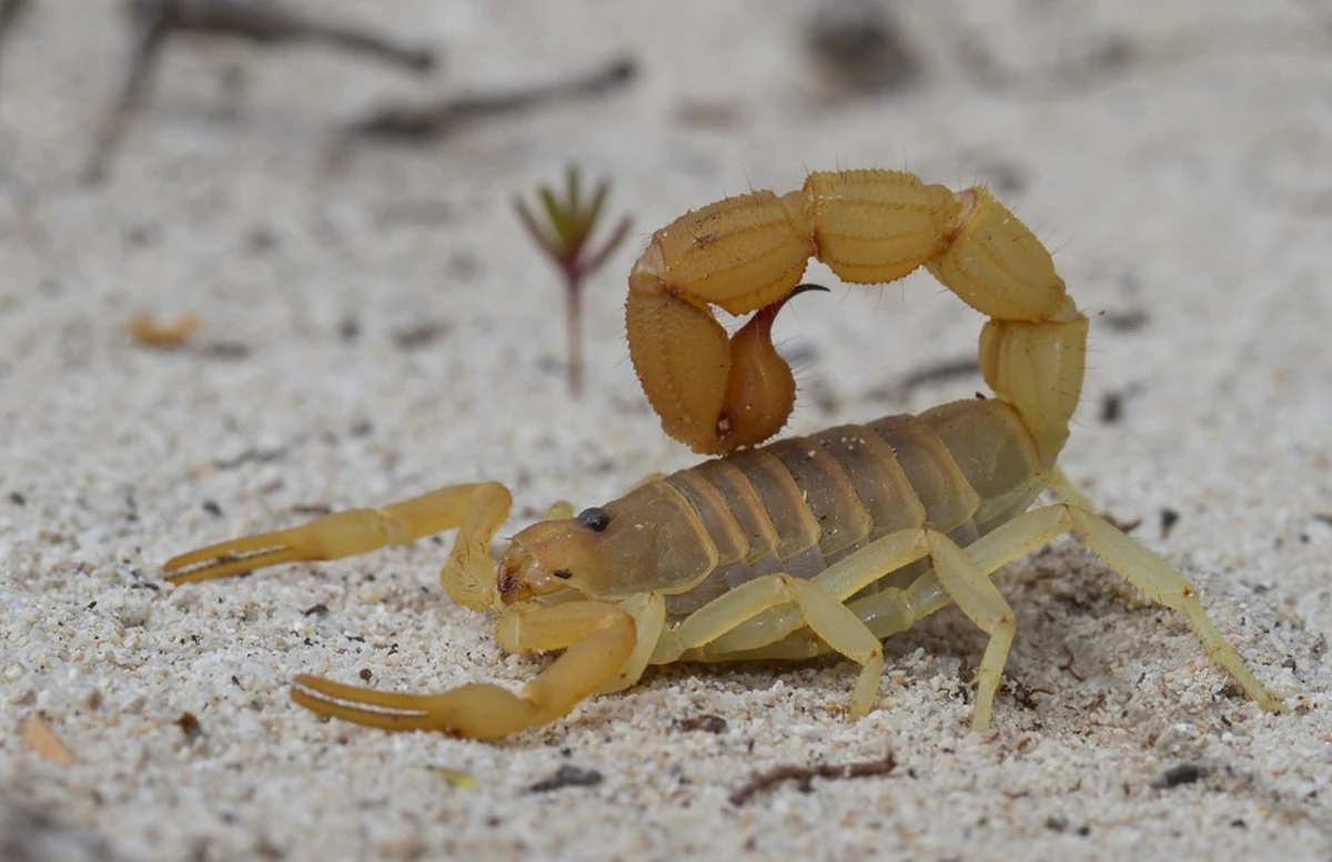 Scorpion | The Most Extreme Wiki | Fandom