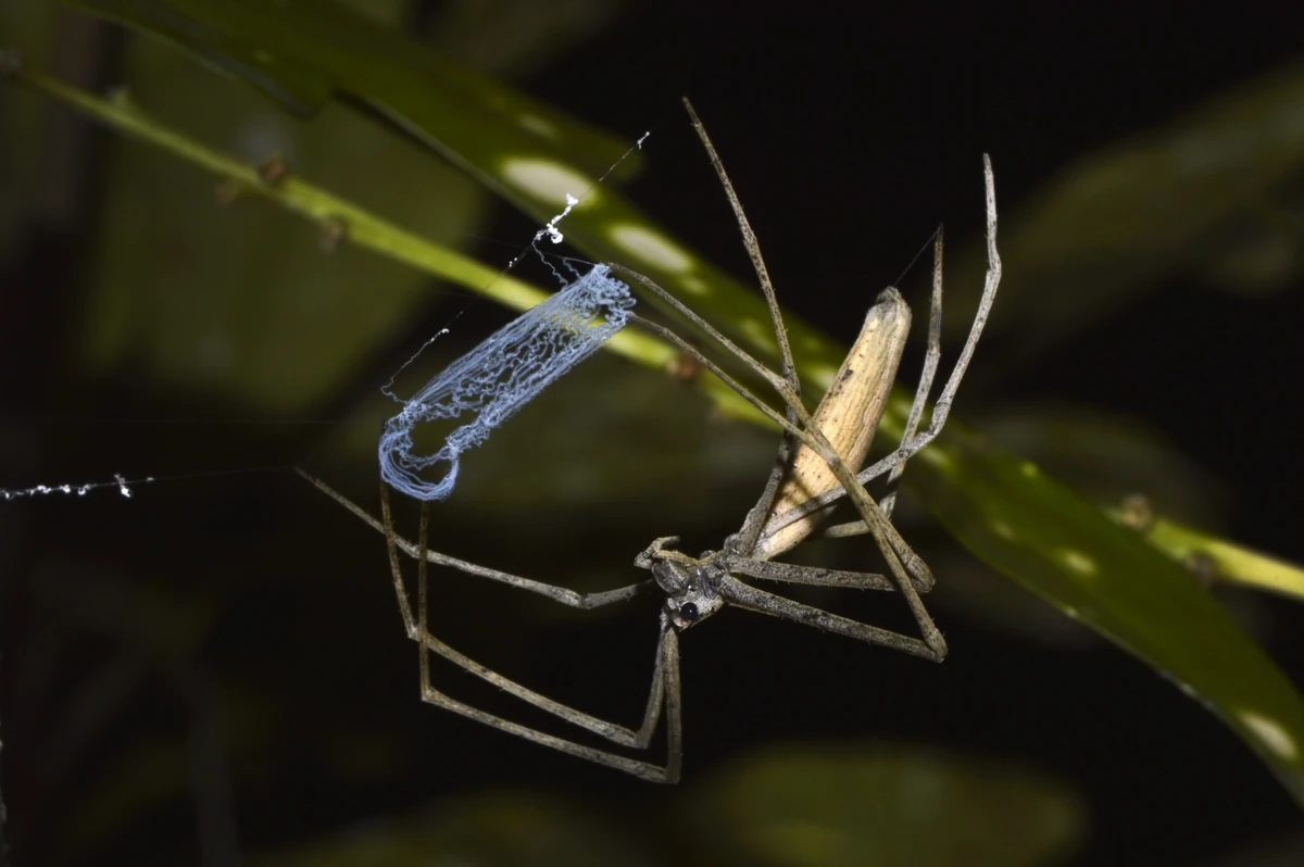 Ogre-Faced Spider | The Most Extreme Wiki | Fandom