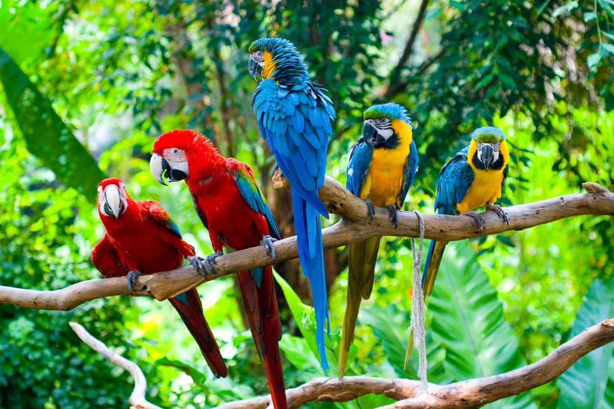 Macaw | The Most Extreme Wiki | Fandom