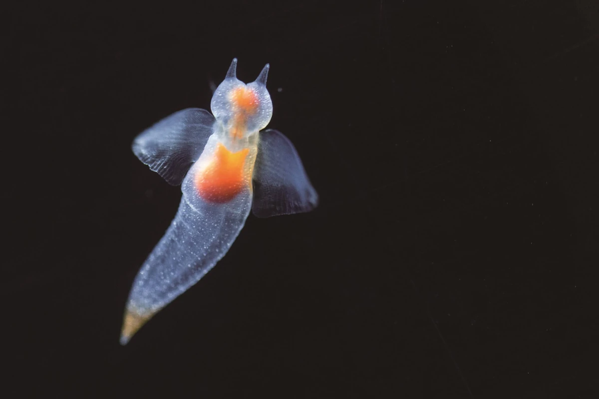 Sea Angel | The Most Extreme Wiki | Fandom