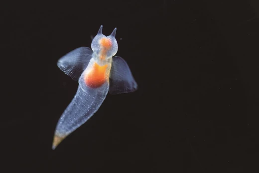 Sea Angel | The Most Extreme Wiki | Fandom