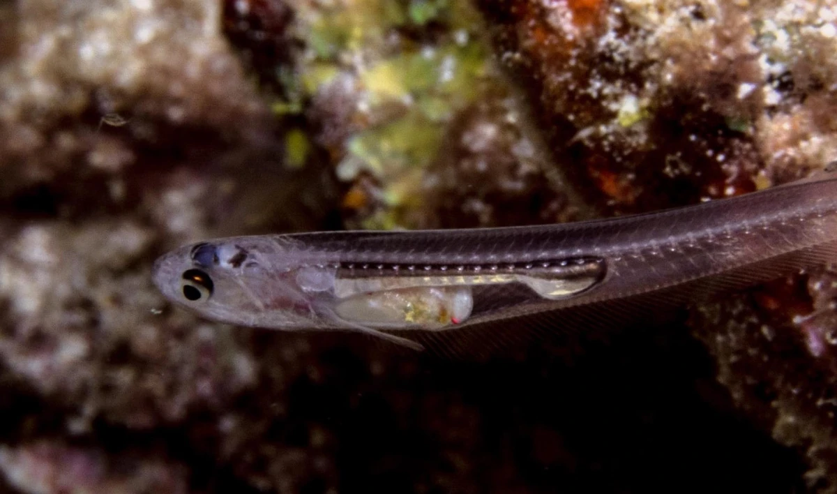 Pearlfish | The Most Extreme Wiki | Fandom