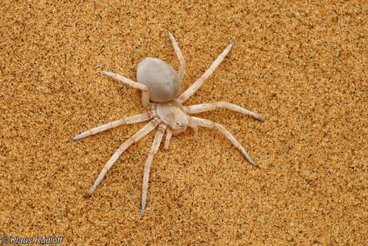Huntsman Spider | The Most Extreme Wiki | Fandom