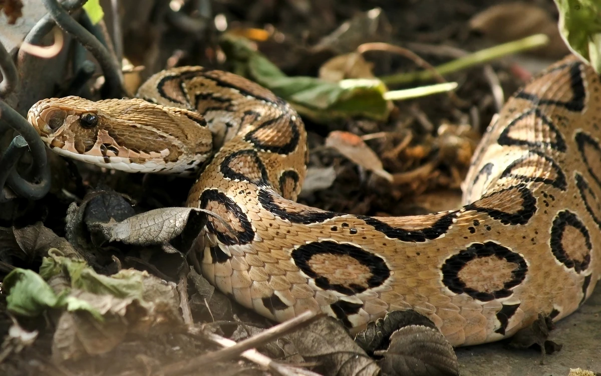 Russell's Viper | The Most Extreme Wiki | Fandom