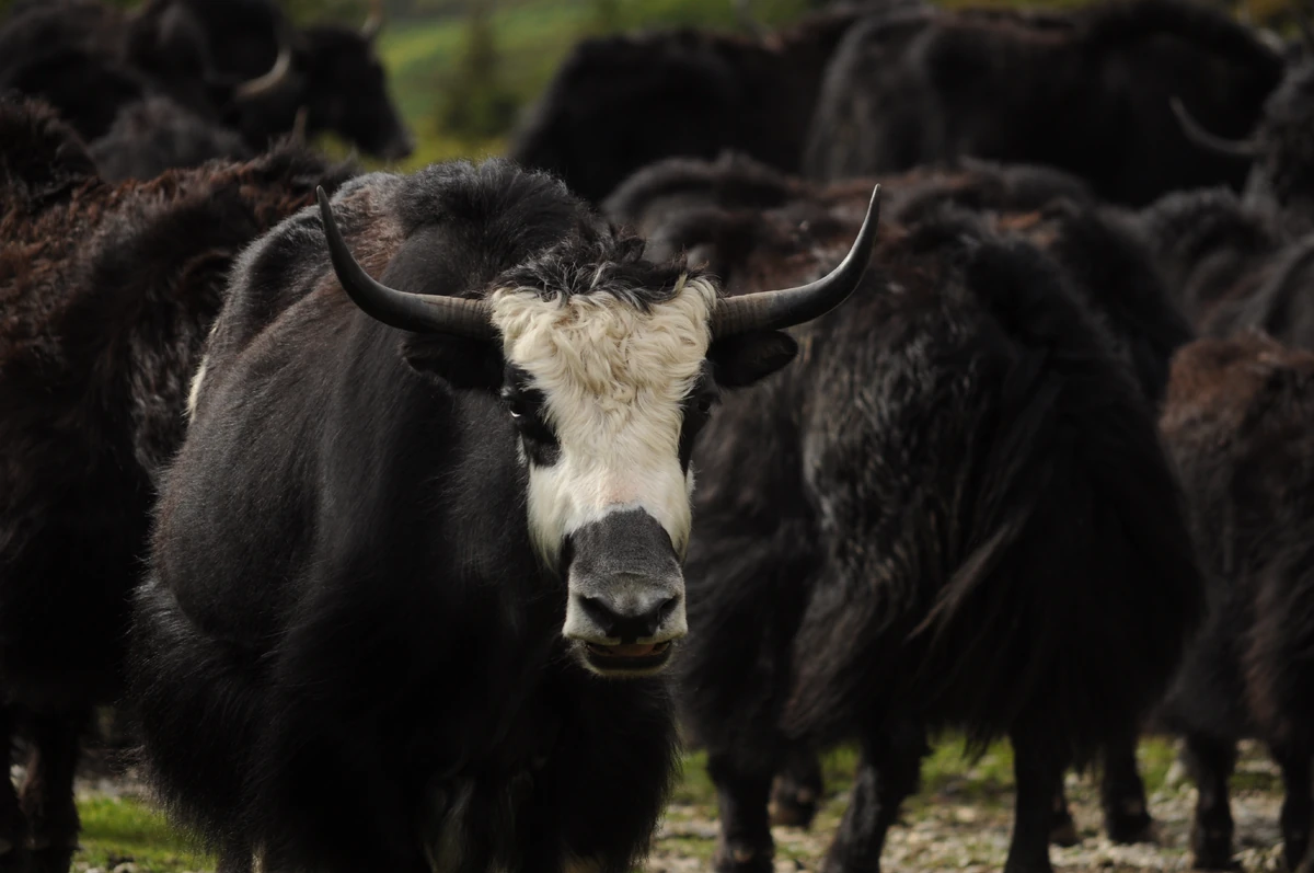 Yak | The Most Extreme Wiki | Fandom