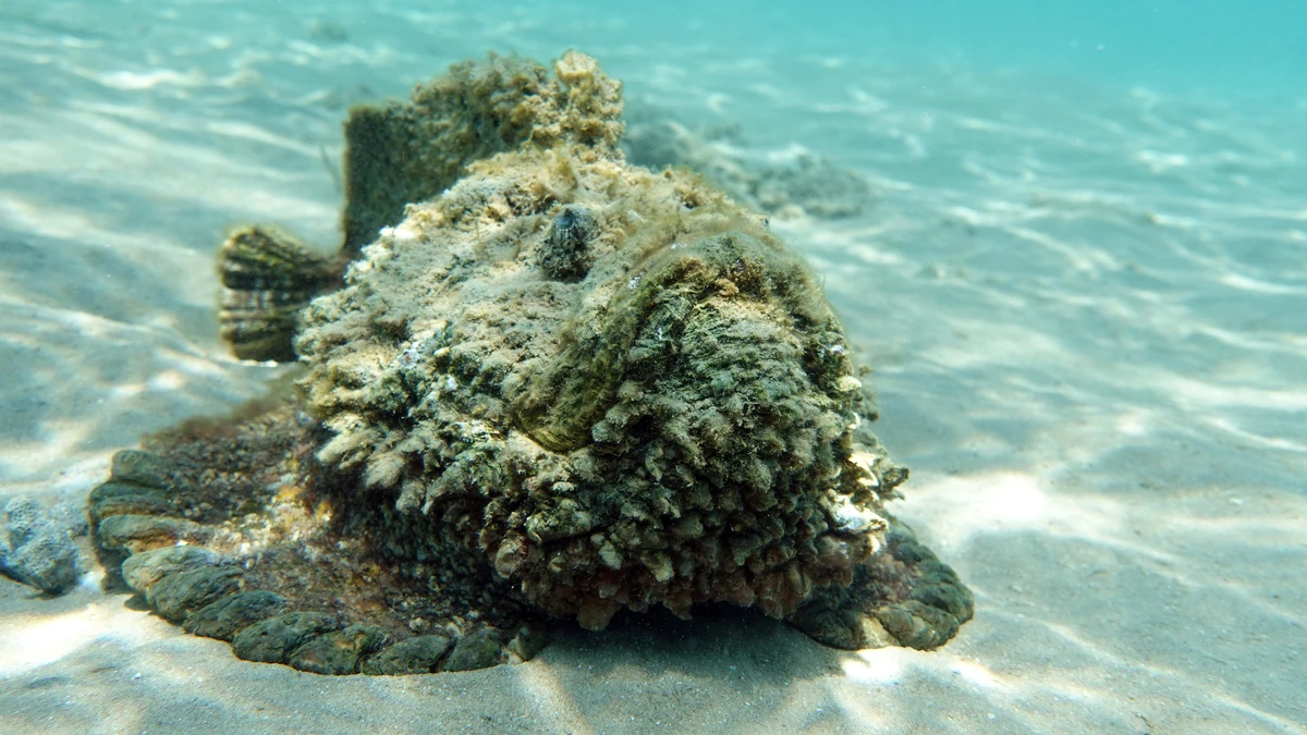 Stonefish | The Most Extreme Wiki | Fandom