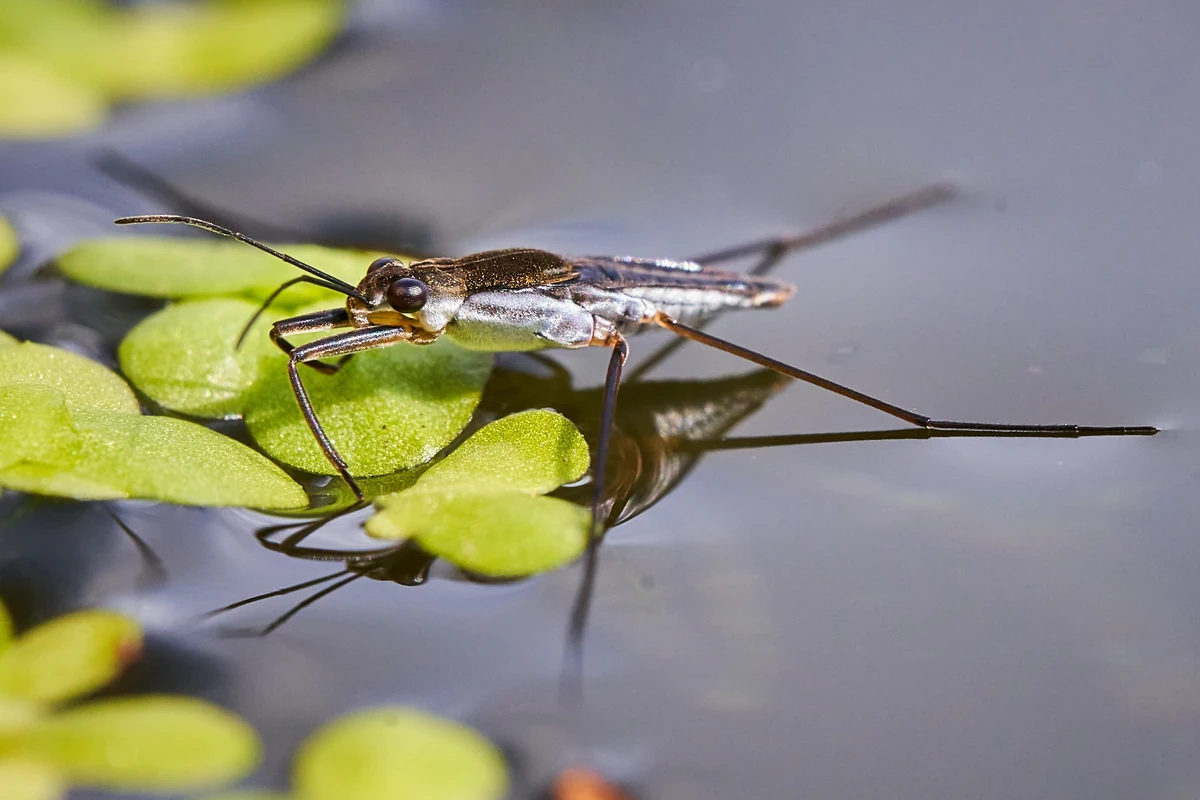 Water Strider | The Most Extreme Wiki | Fandom