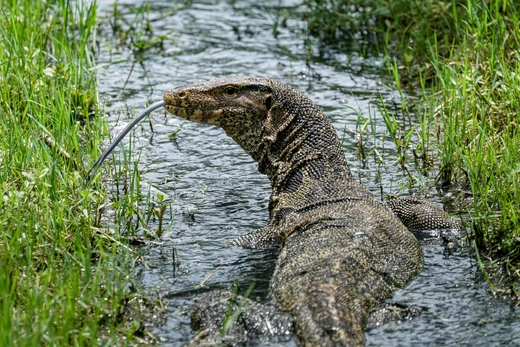 Monitor Lizard | The Most Extreme Wiki | Fandom