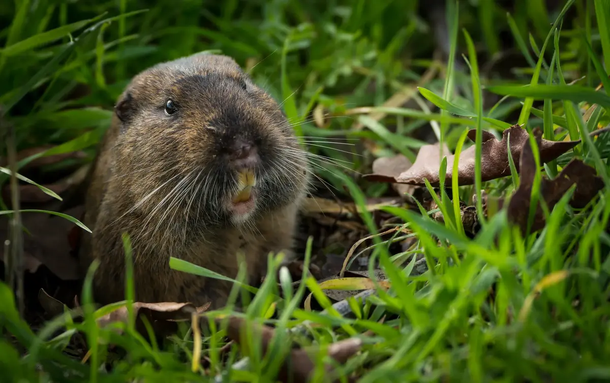 Pocket Gopher | The Most Extreme Wiki | Fandom