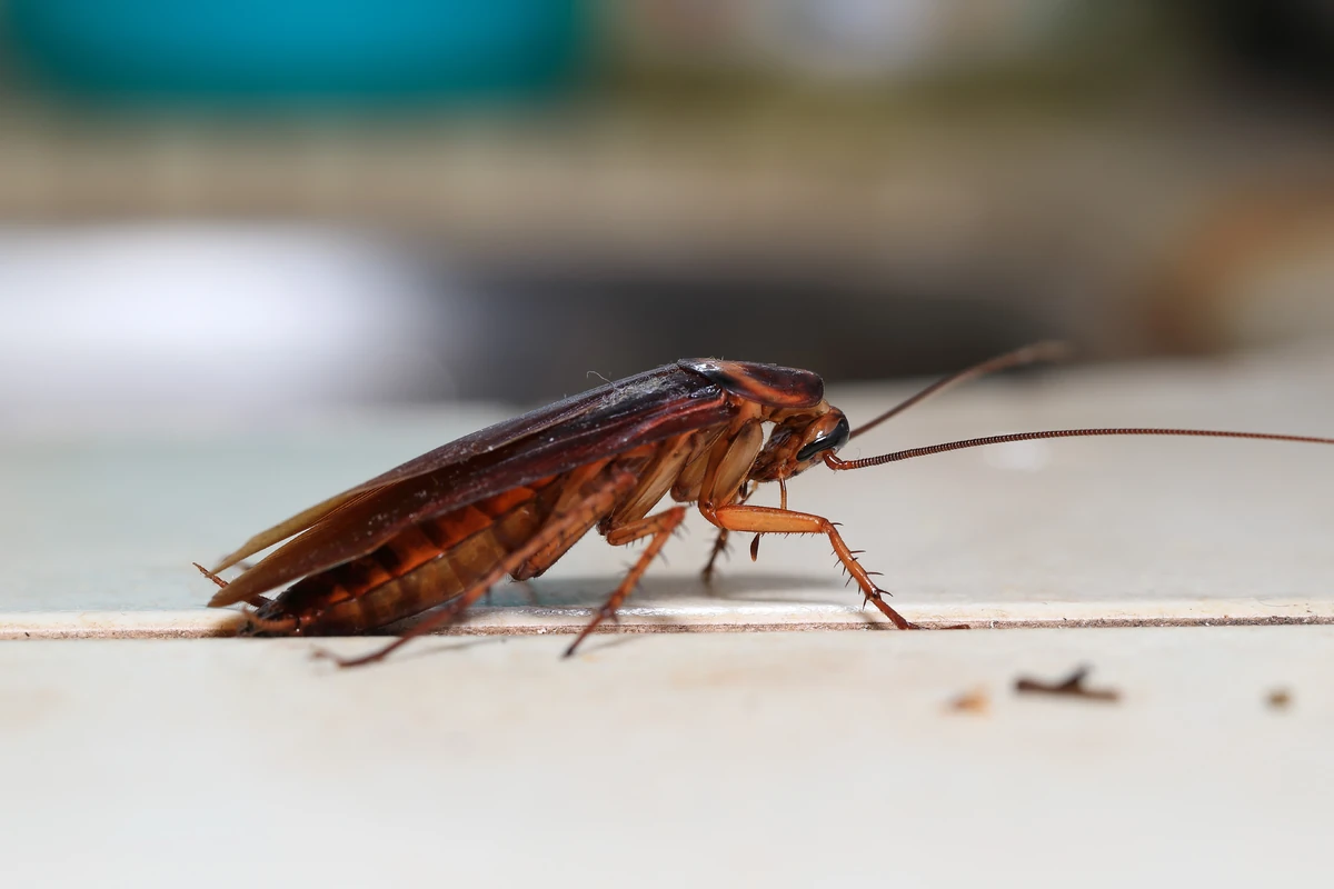 Cockroach | The Most Extreme Wiki | Fandom