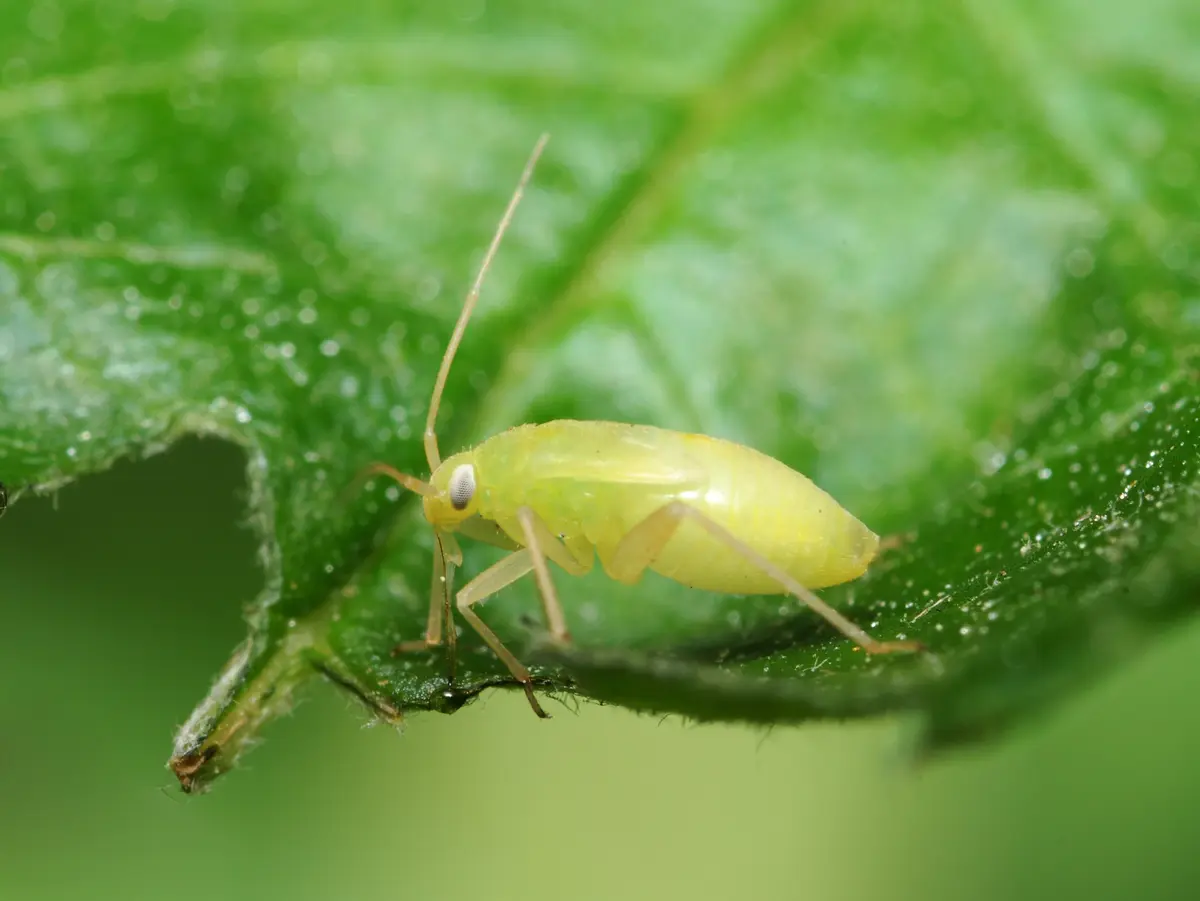 Aphid | The Most Extreme Wiki | Fandom