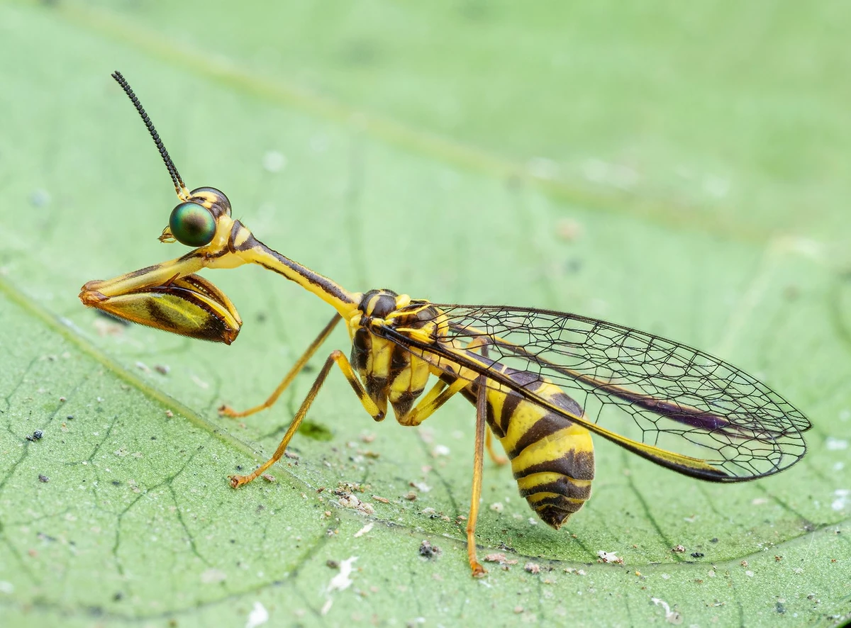 Mantis-Fly | The Most Extreme Wiki | Fandom