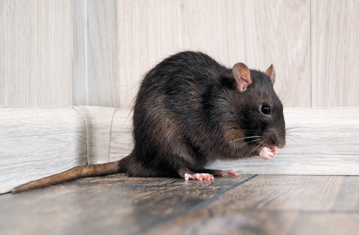 Rat | The Most Extreme Wiki | Fandom