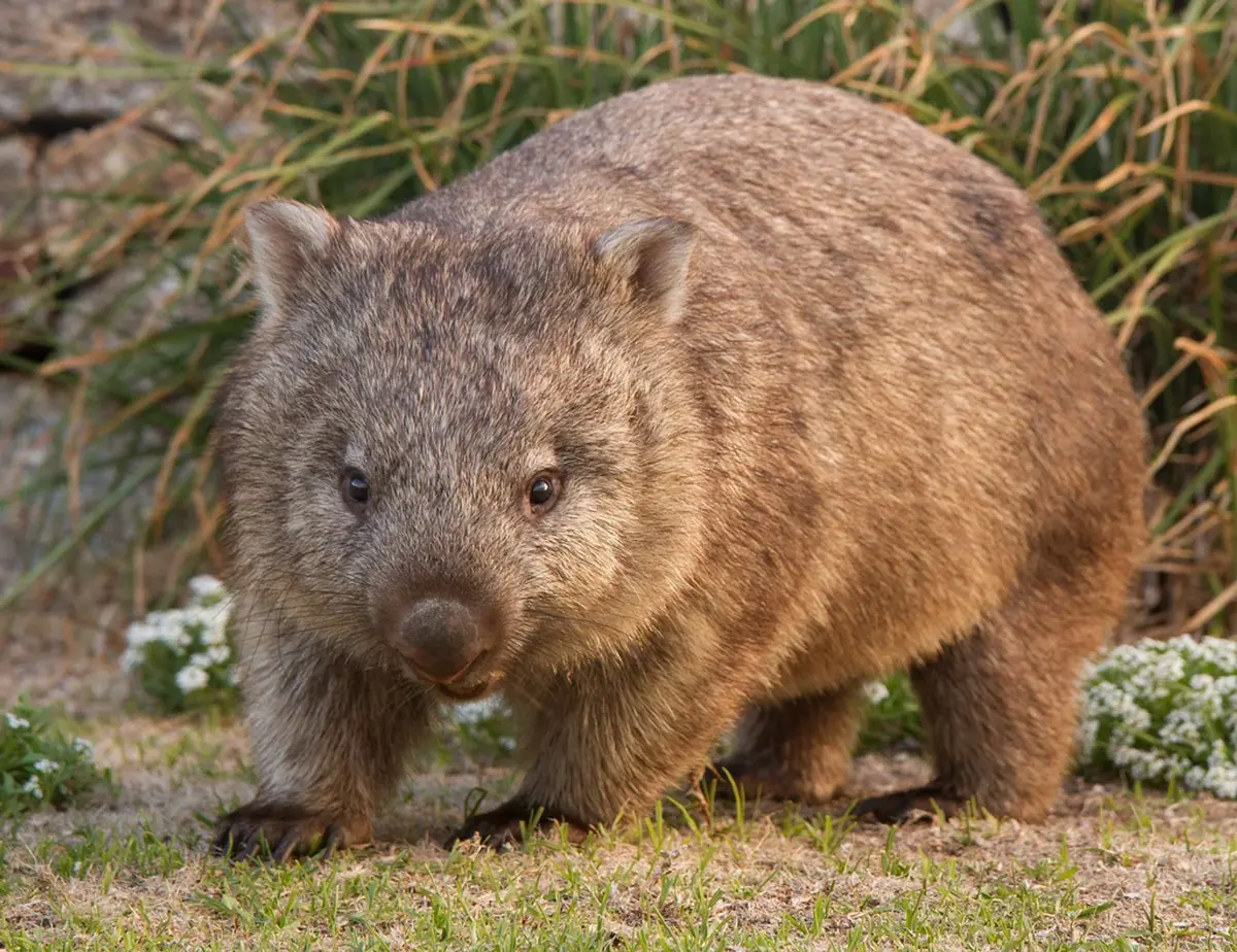 Wombat | The Most Extreme Wiki | Fandom