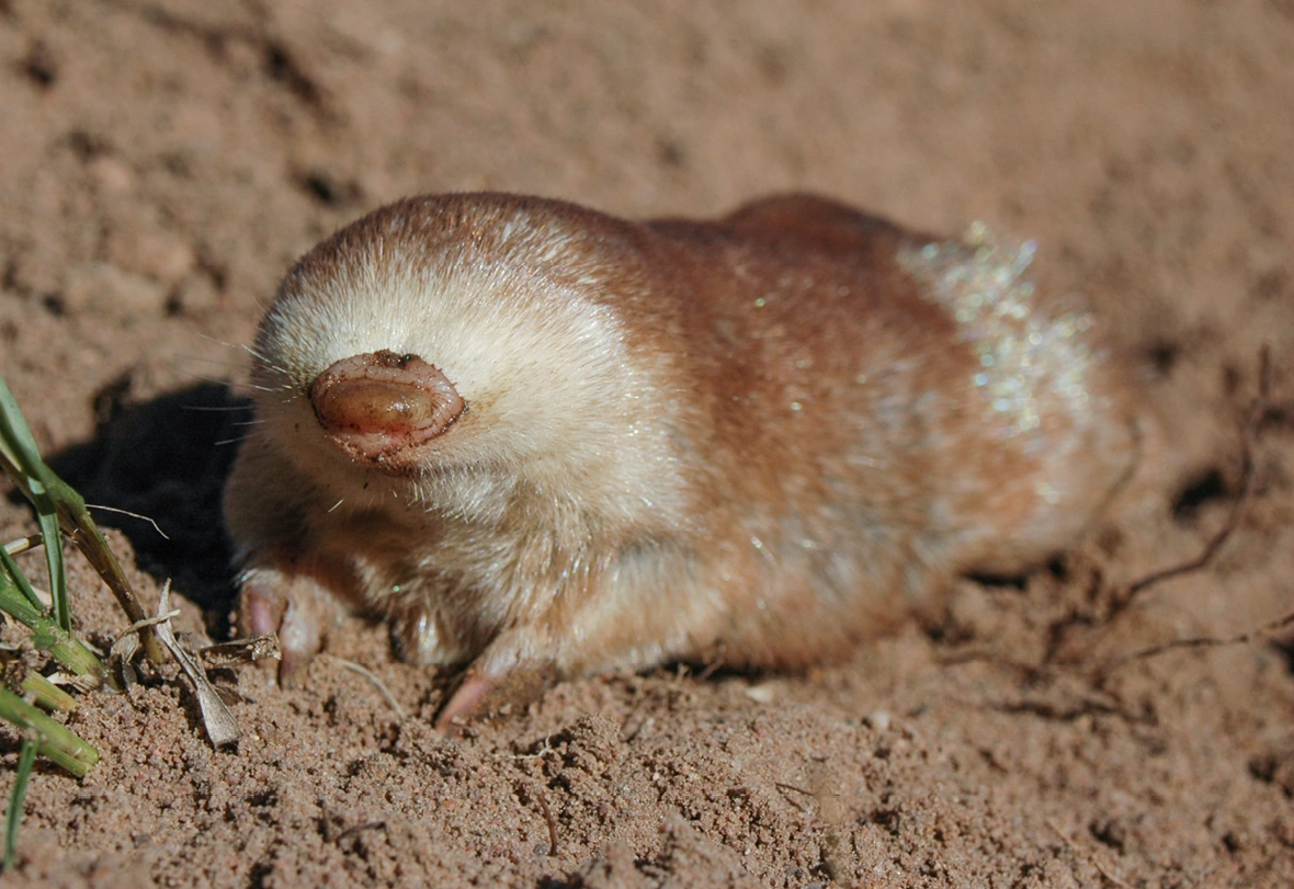 Golden Mole | The Most Extreme Wiki | Fandom