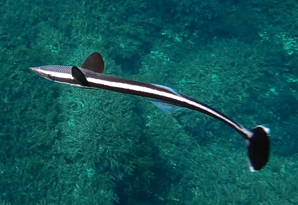 Remora | The Most Extreme Wiki | Fandom