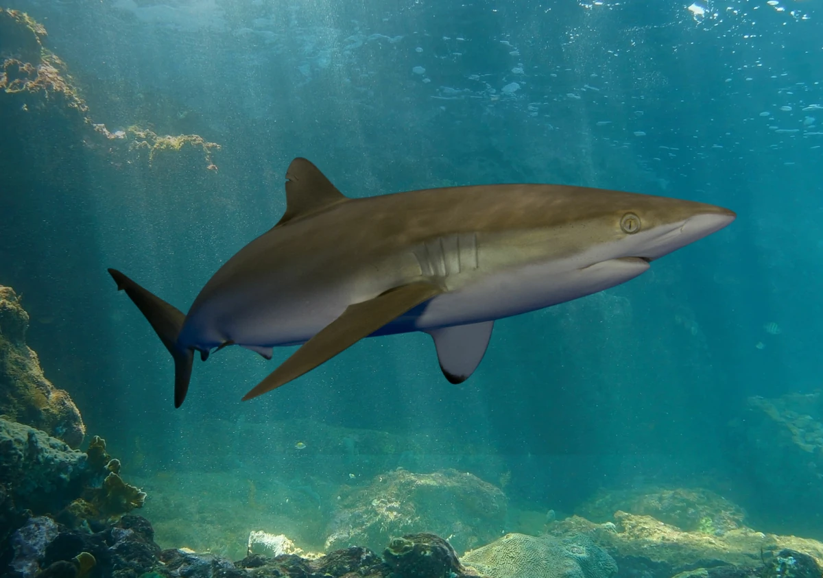 Silky Shark | The Most Extreme Wiki | Fandom