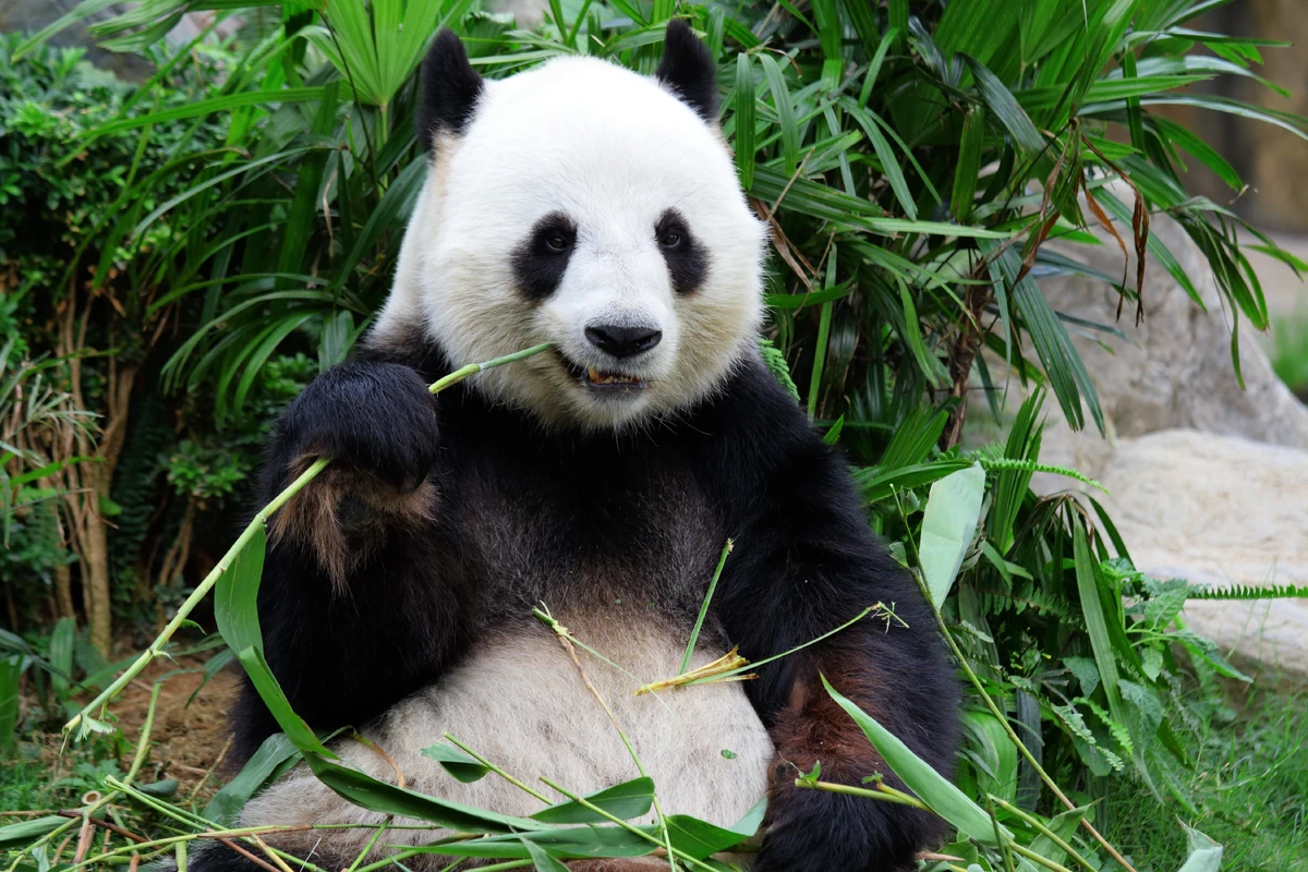Giant Panda | The Most Extreme Wiki | Fandom