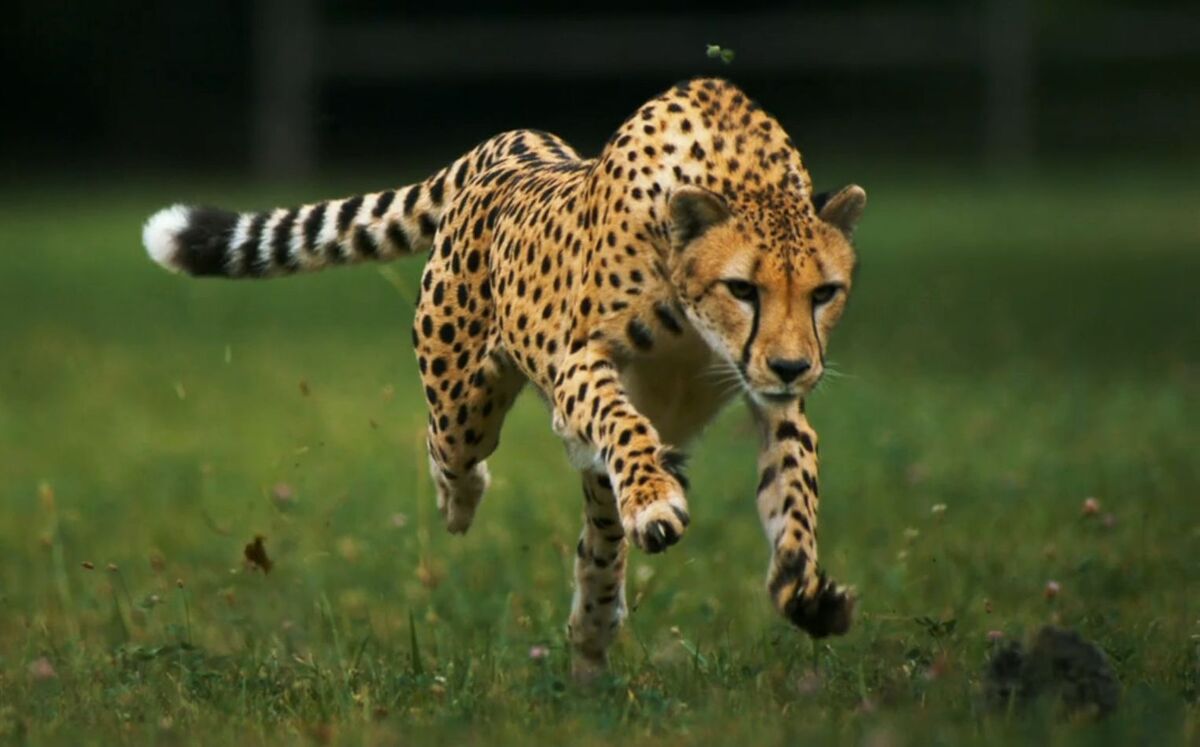 Cheetah | The Most Extreme Wiki | Fandom