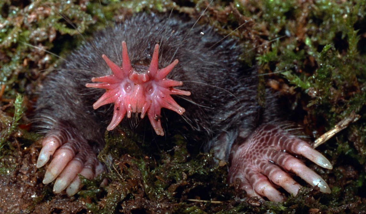 Mole | The Most Extreme Wiki | Fandom