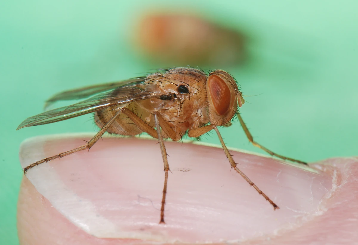 Ormia Fly | The Most Extreme Wiki | Fandom