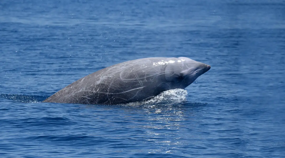 Beaked Whale | The Most Extreme Wiki | Fandom