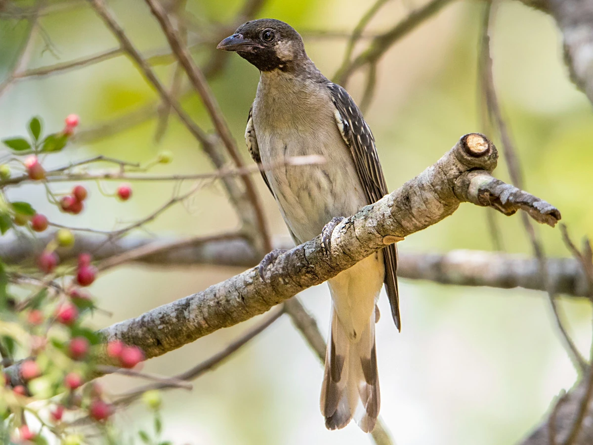 Honeyguide | The Most Extreme Wiki | Fandom