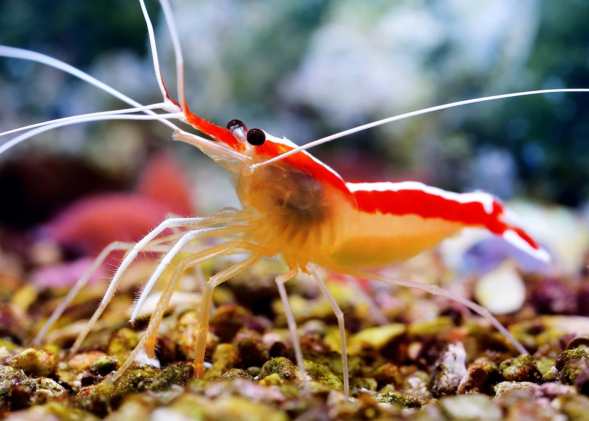 Shrimp | The Most Extreme Wiki | Fandom