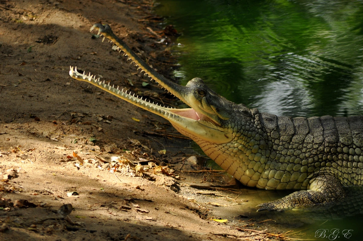 Gharial | The Most Extreme Wiki | Fandom