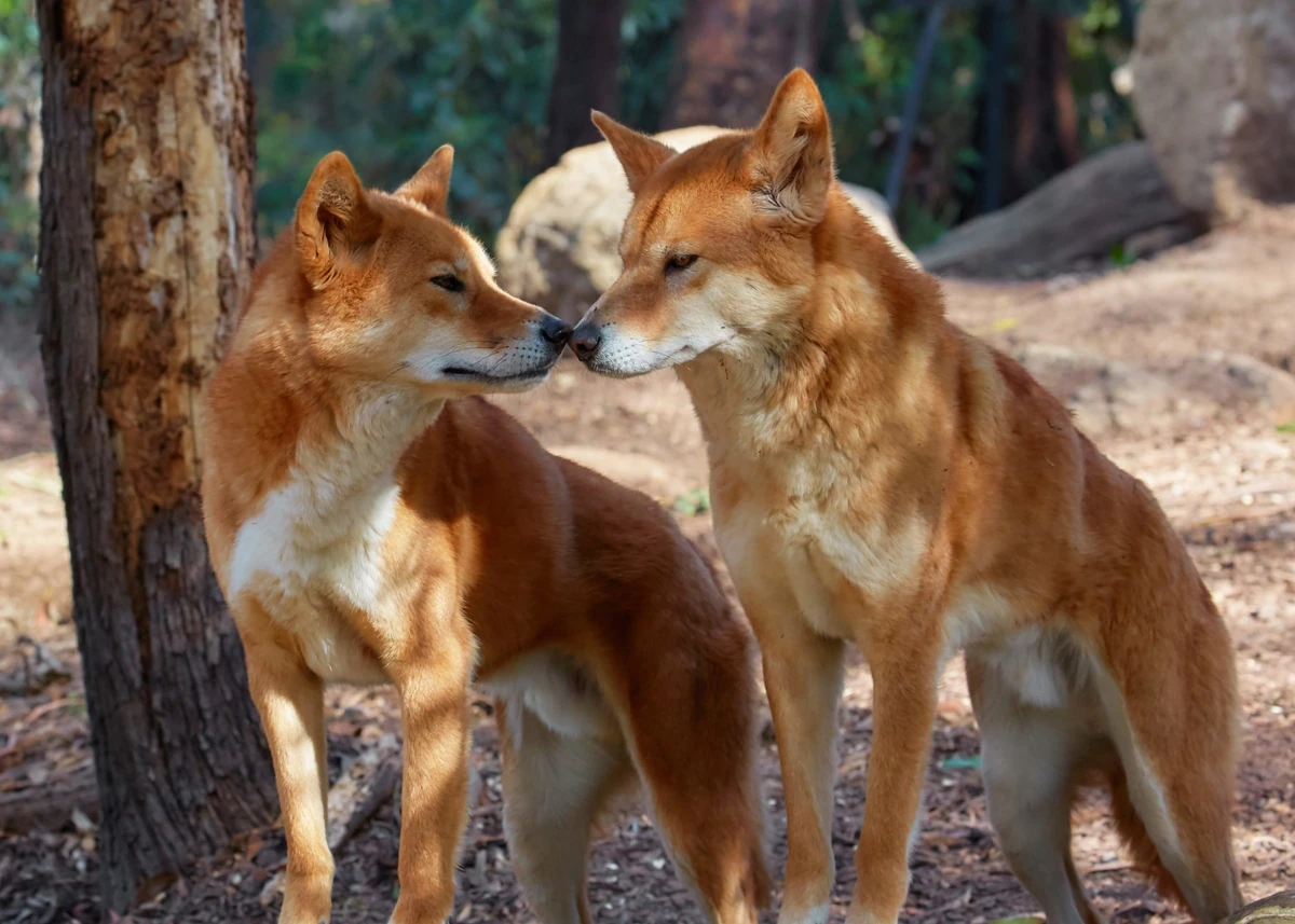 Dingo | The Most Extreme Wiki | Fandom