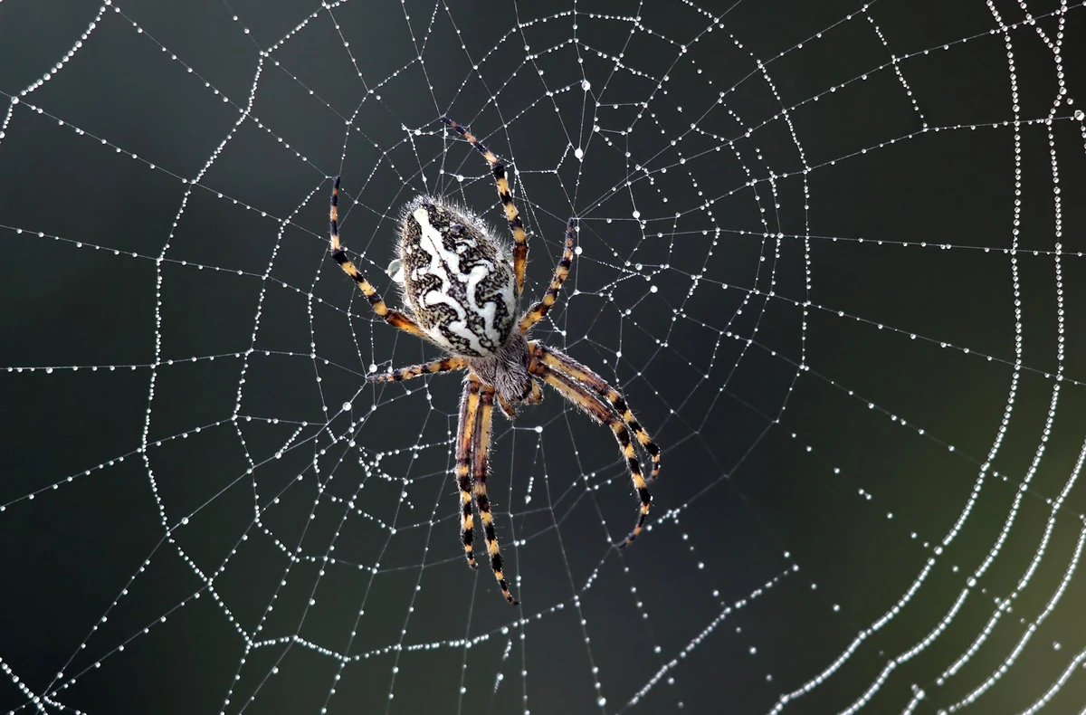 Spider | The Most Extreme Wiki | Fandom